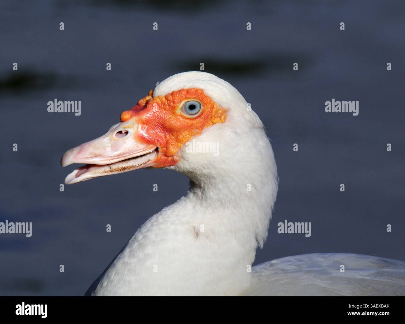 White muscovy duck bird with its beak open sitting next to the water ...