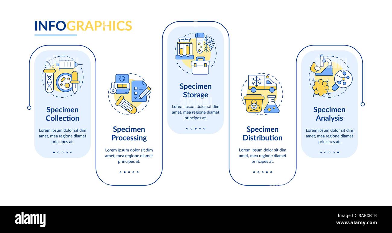Specimen lifecycle rectangle infographic vector Stock Vector Image & Art - Alamy