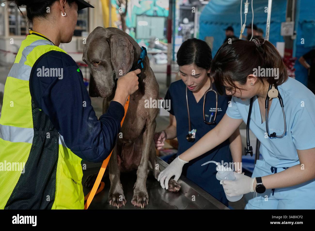 A doctor attends to a dog from the K9 USAR, a specially trained dog ...