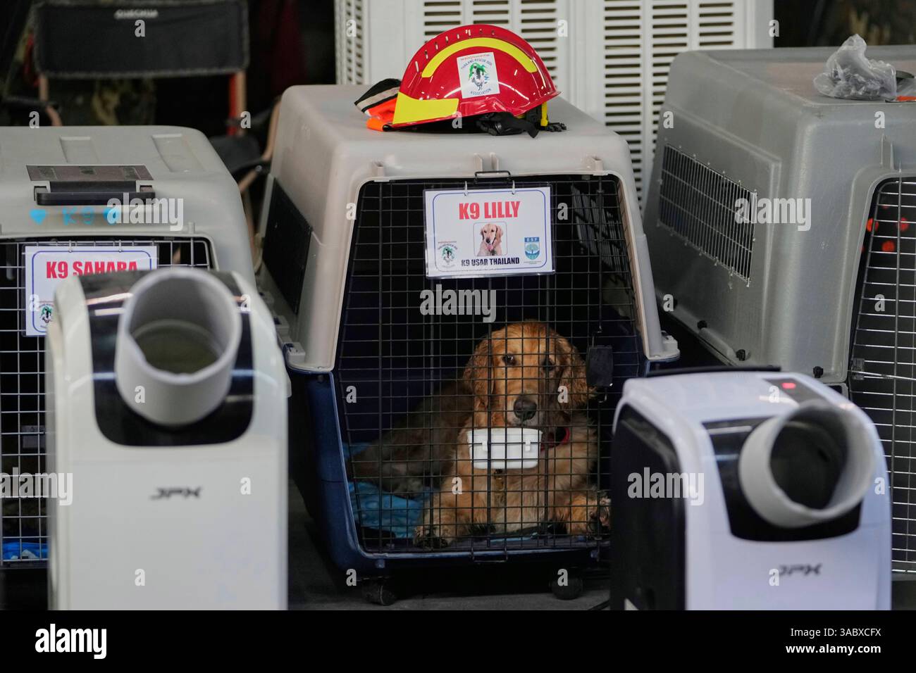 Lilly, a member of K9 USAR, a specially trained dog unit, rests after ...
