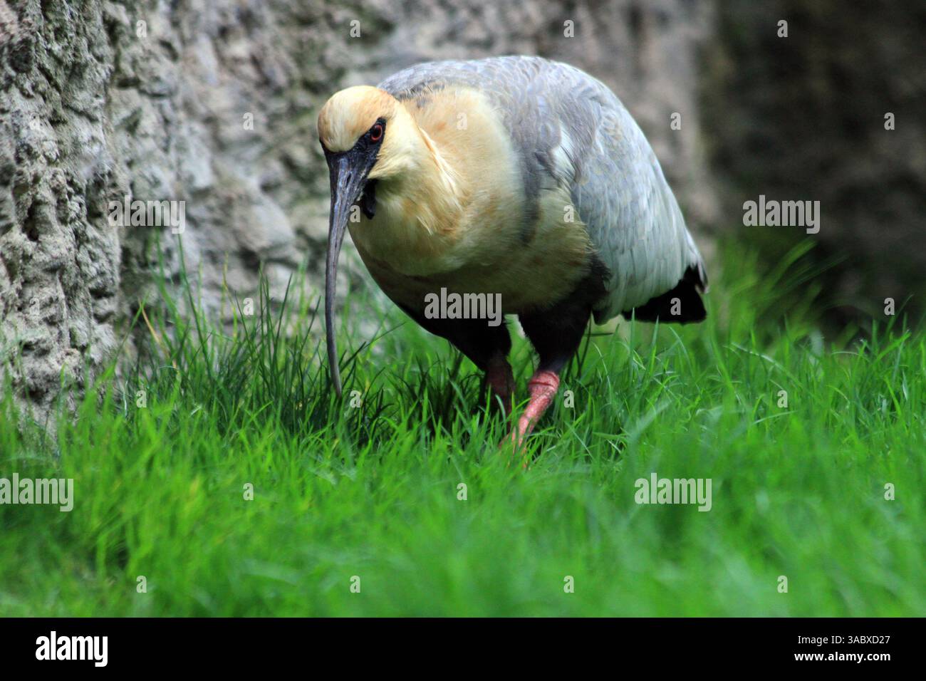 Ibis closeup face hi-res stock photography and images - Alamy