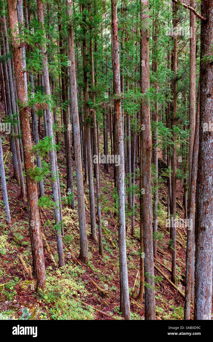 Forest of Japanese cedar or calling also Japanese redwood (Cryptomeria ...