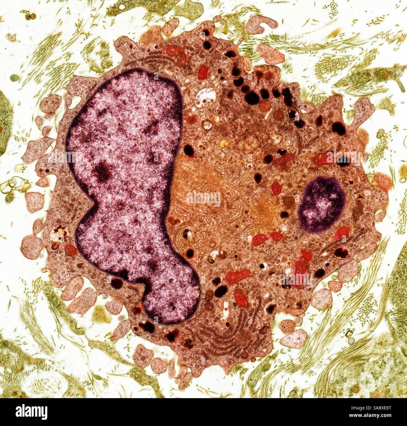 Macrophage. Coloured transmission electron micrograph (TEM) of a ...