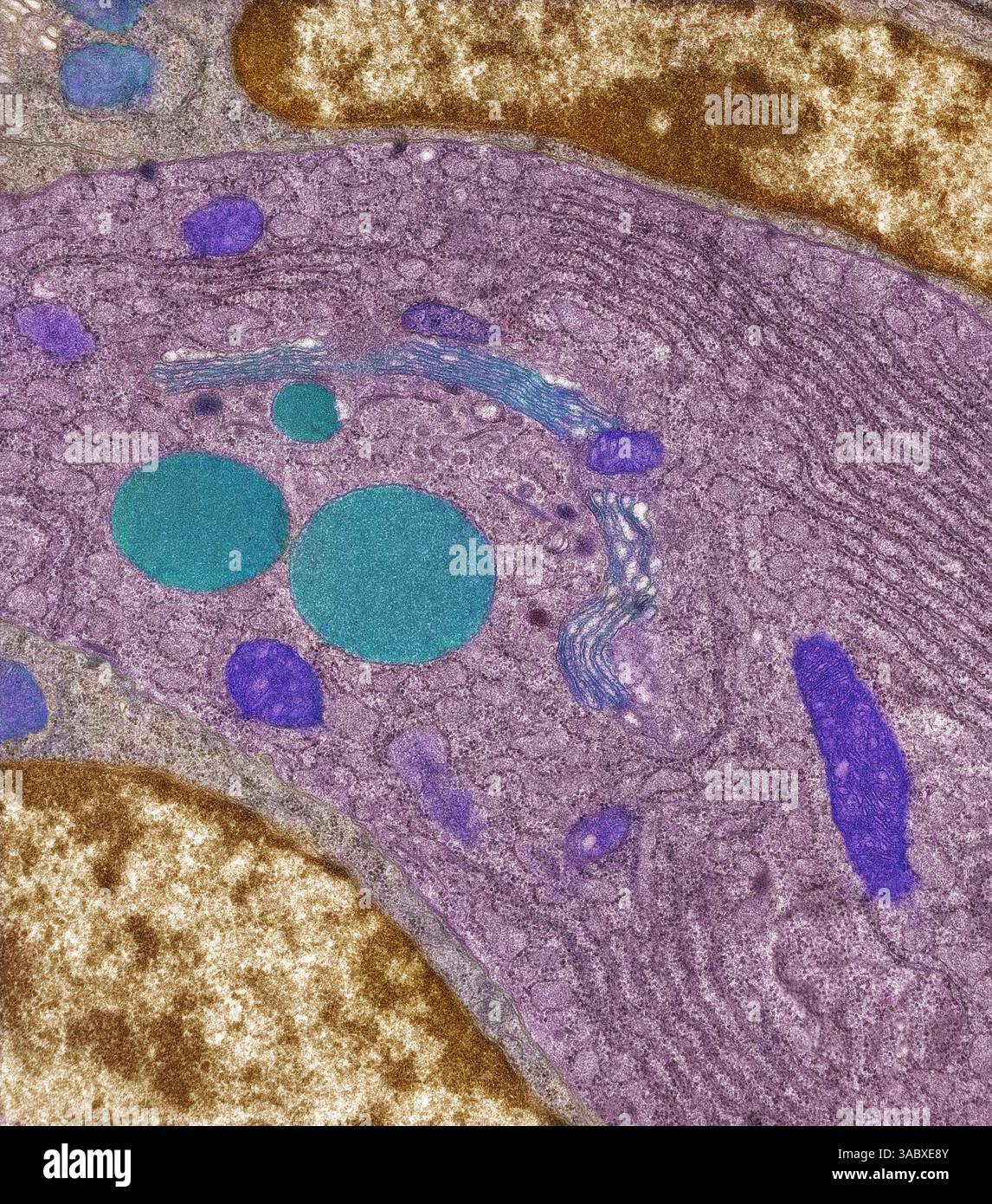 Pancreatic acinar cell, TEM Stock Photo - Alamy