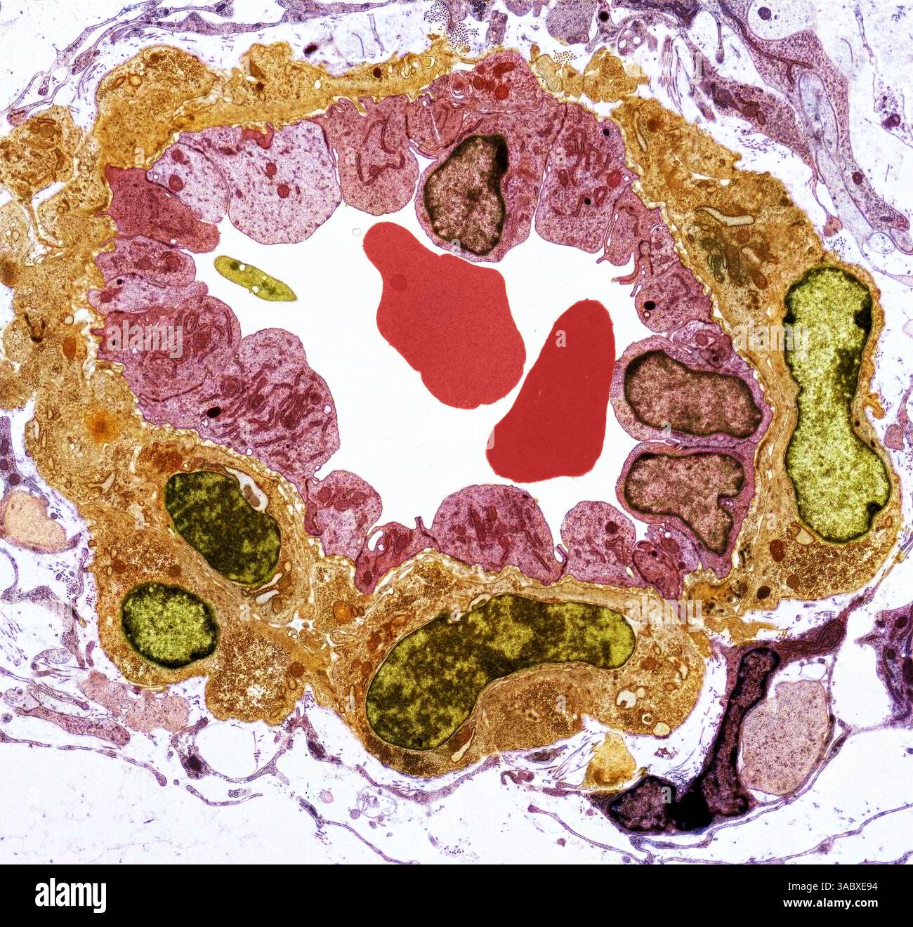 Arteriole. Coloured transmission electron micrograph (TEM) of a section ...