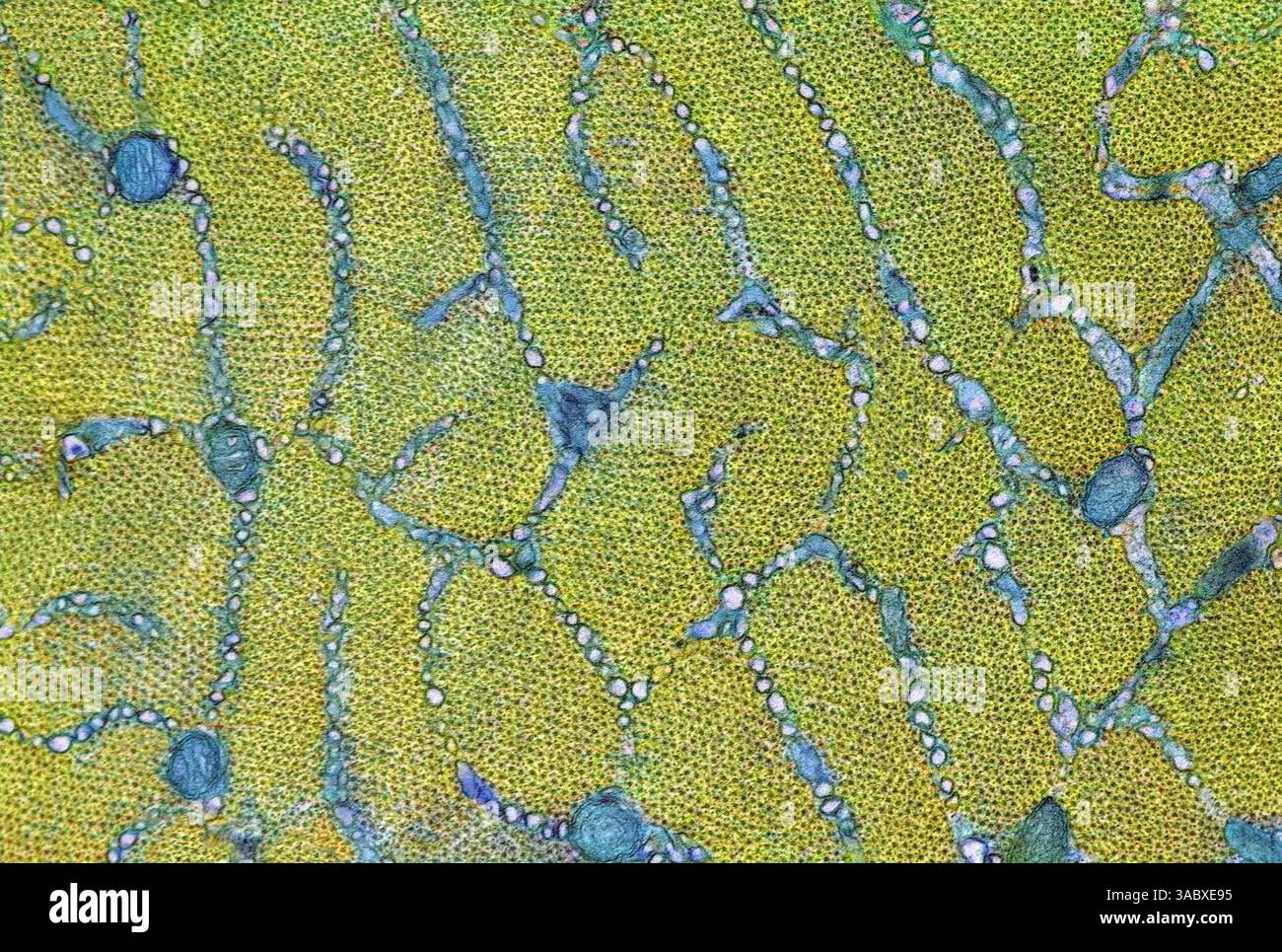 Smooth muscle, TEM Stock Photo - Alamy