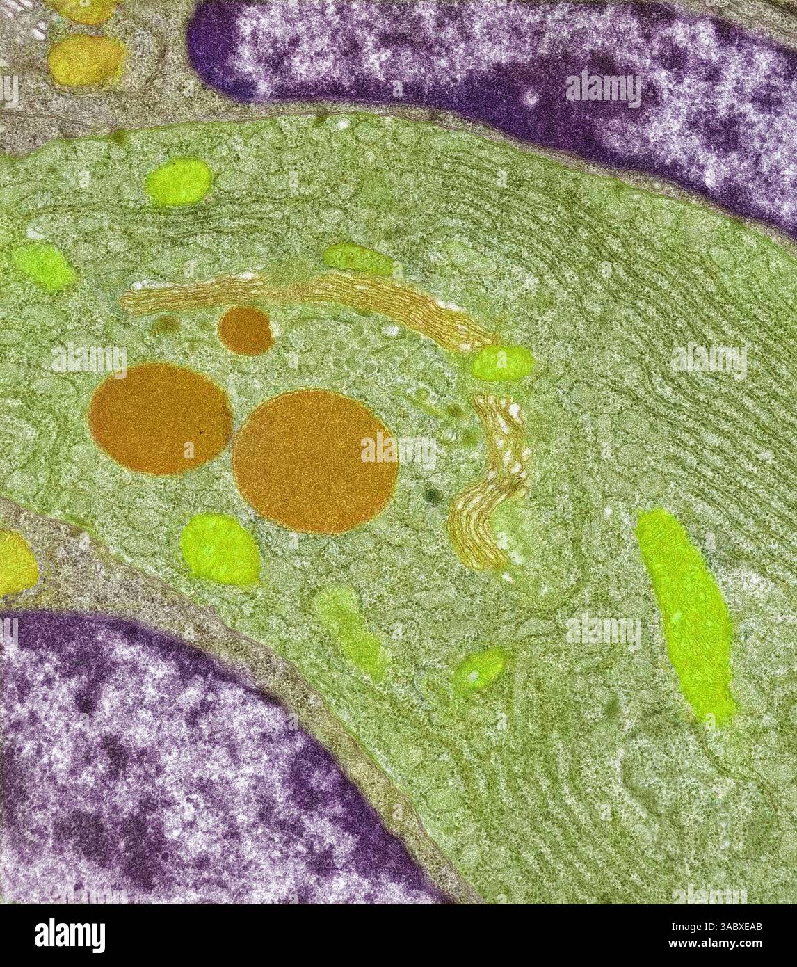 Pancreatic acinar cell, TEM Stock Photo - Alamy