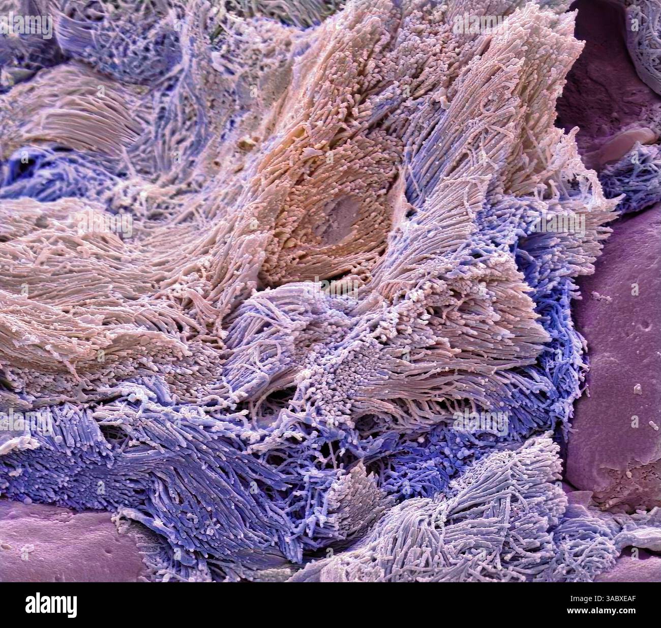 Connective tissue. Coloured scanning electron micrograph (SEM) of ...