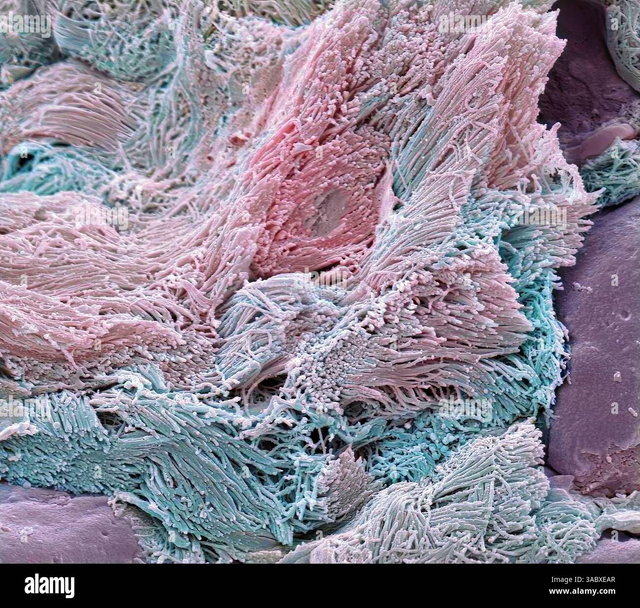 Connective tissue. Coloured scanning electron micrograph (SEM) of ...