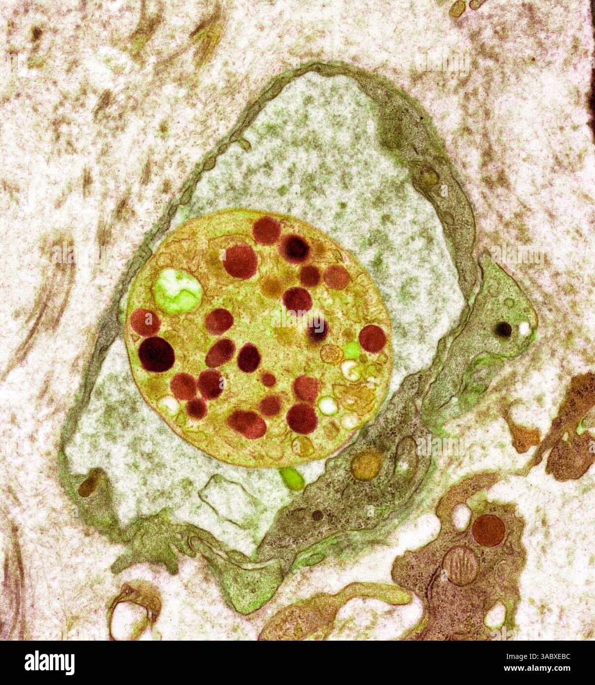 Platelet. Coloured transmission electron micrograph (TEM) of a platelet ...