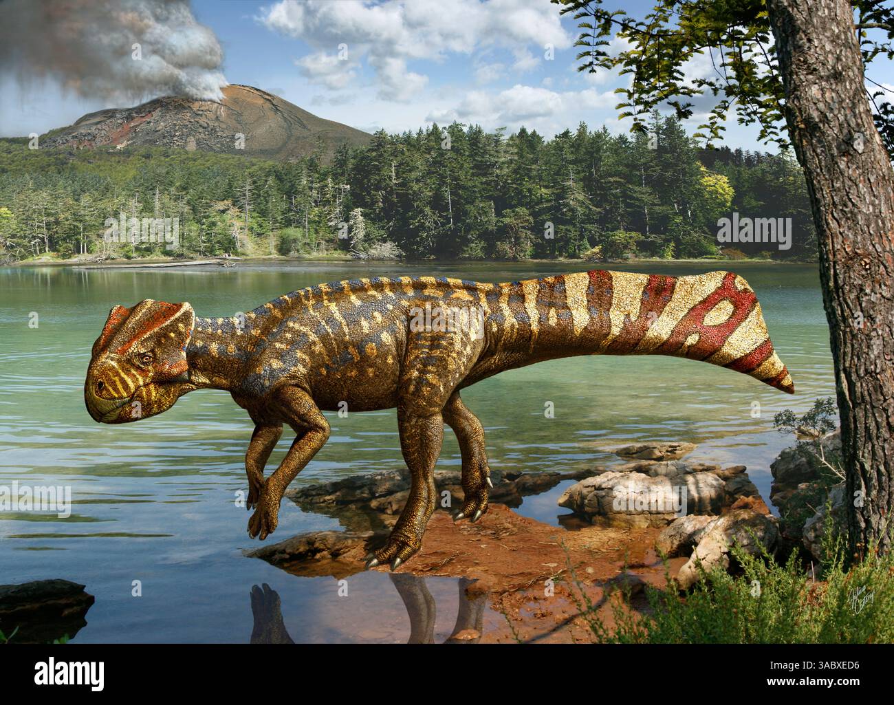 Illustration of a Koreaceratops hwaseongensis ceratopsian dinosaur ...