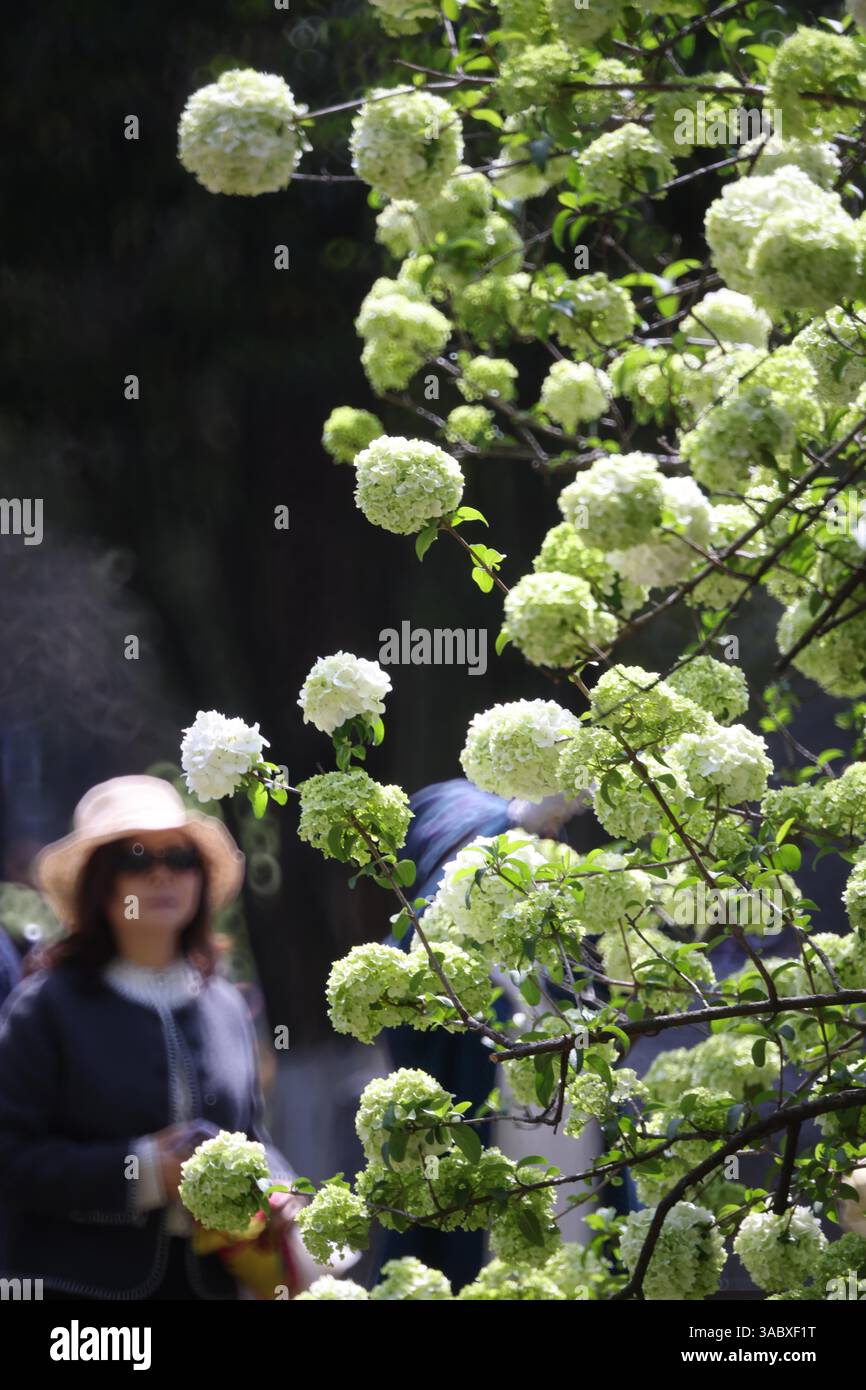 **CHINESE MAINLAND, HONG KONG, MACAU AND TAIWAN OUT** Hydrangea flowers ...