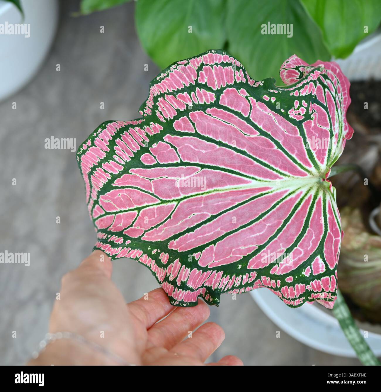 Human hand plant hi-res stock photography and images - Alamy