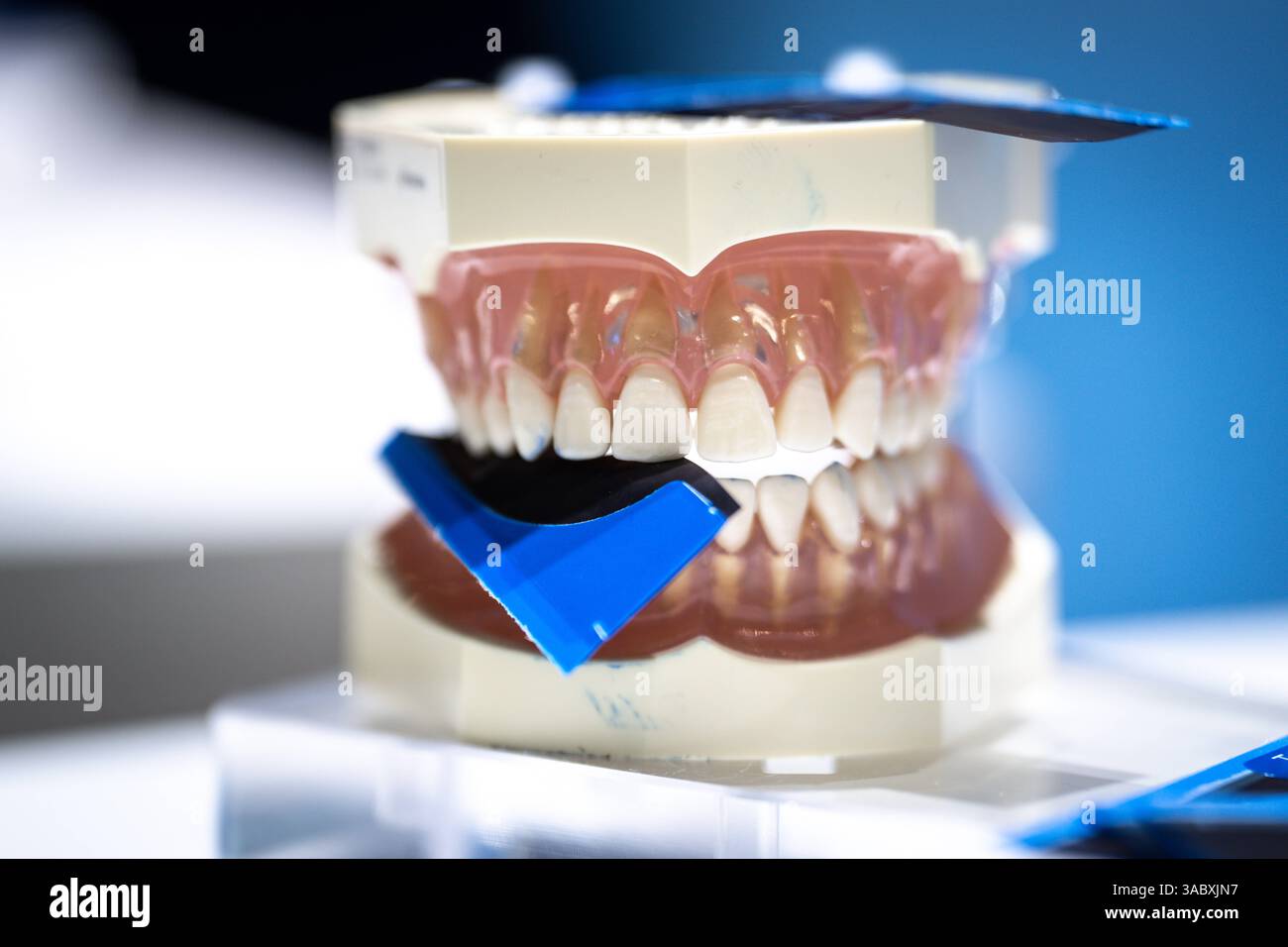 Symbolbild Zahngebiss-Nachbildung Symbolfoto Nachbildung eines ...