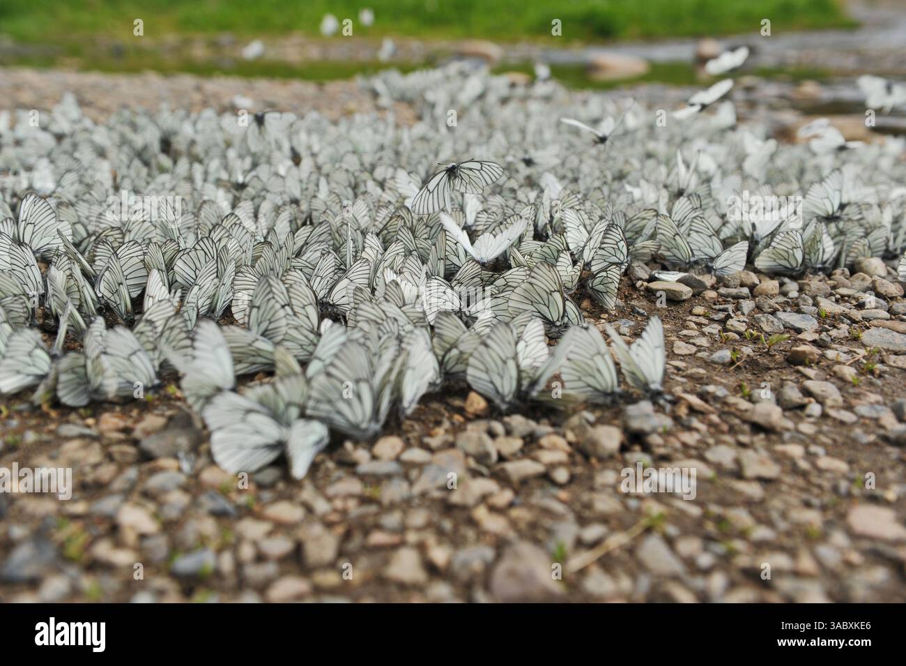 A flock of butterflies on the riverbank in the countryside Stock Photo ...