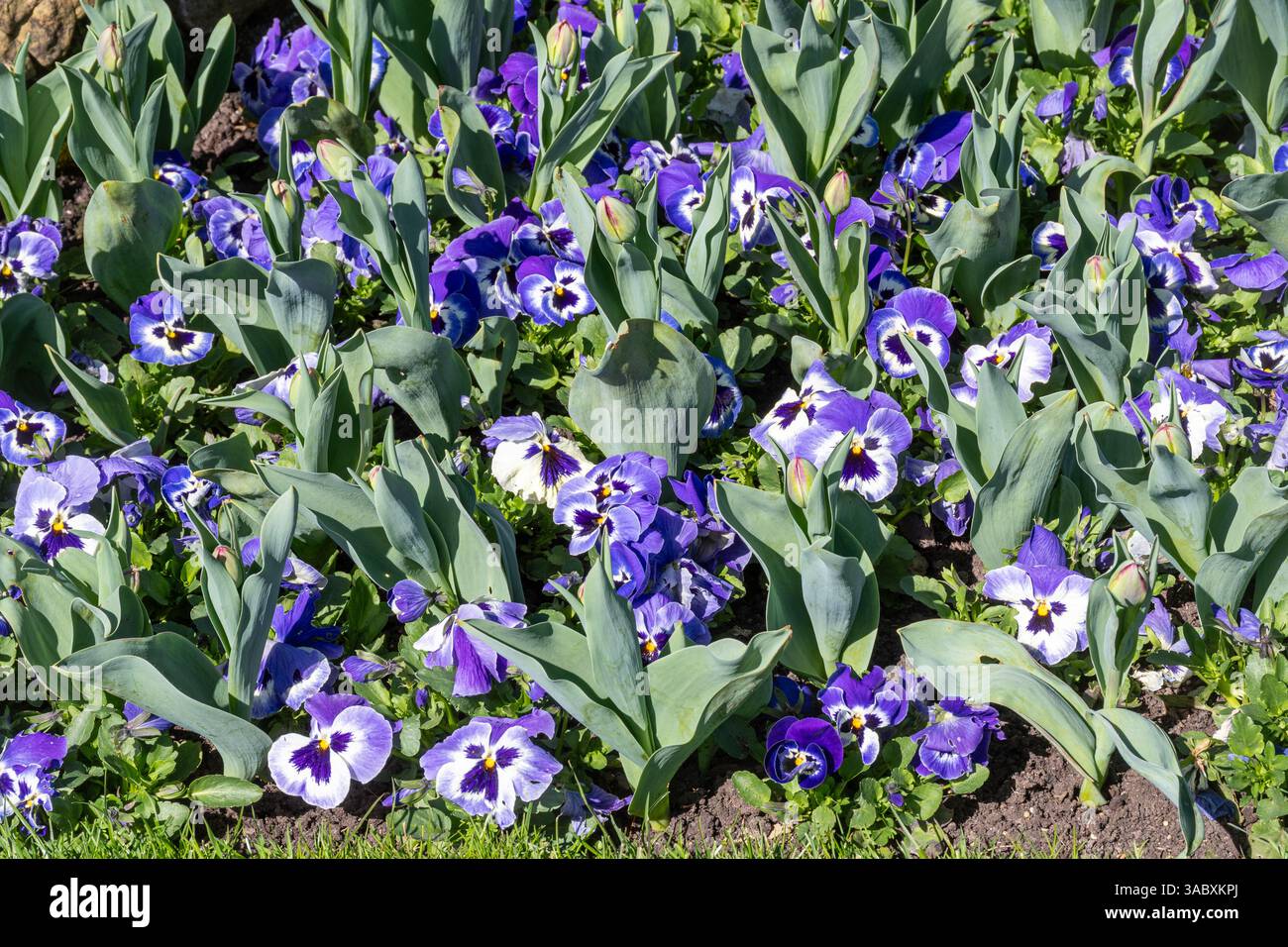 Flower bed planted with mixture of mauve coloured pansies and tulips ...