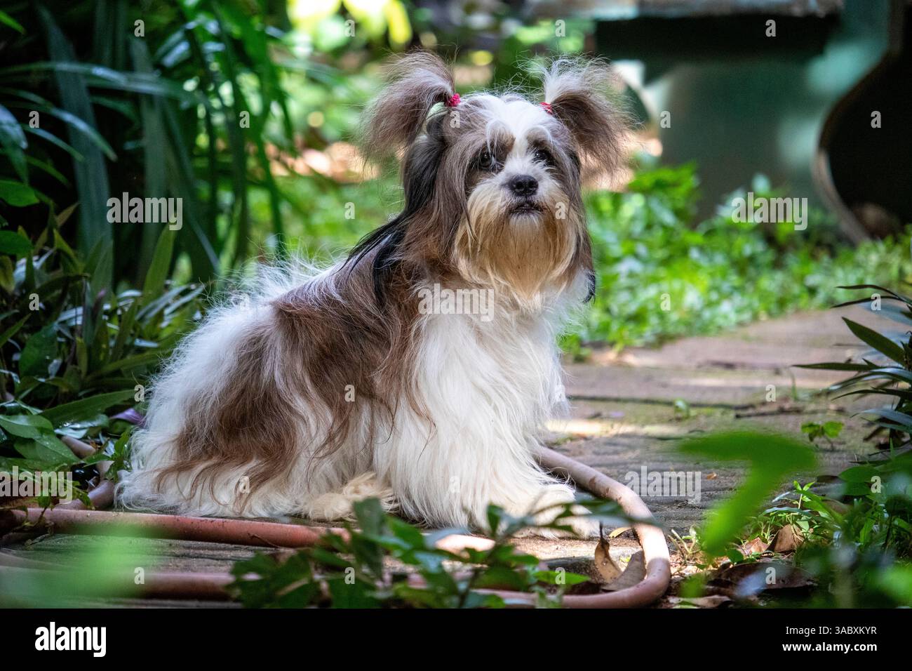 Happy kitty hi-res stock photography and images - Alamy