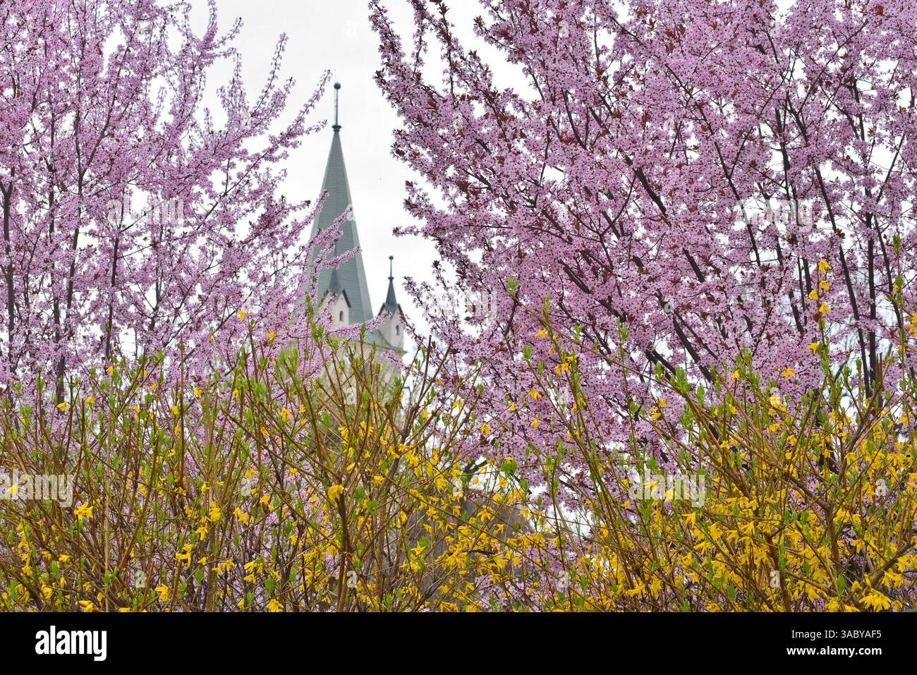 Flowering trees of Prunus cerasifera nigra among bushes of Forsythia ...