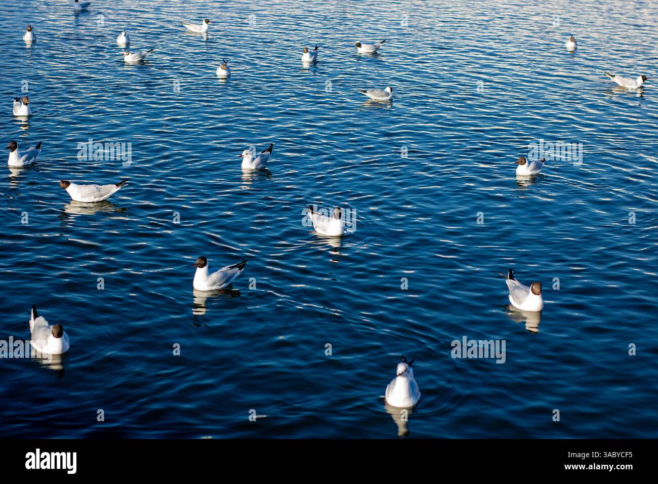 A large flock of seagulls is gracefully swimming in the water, enjoying ...