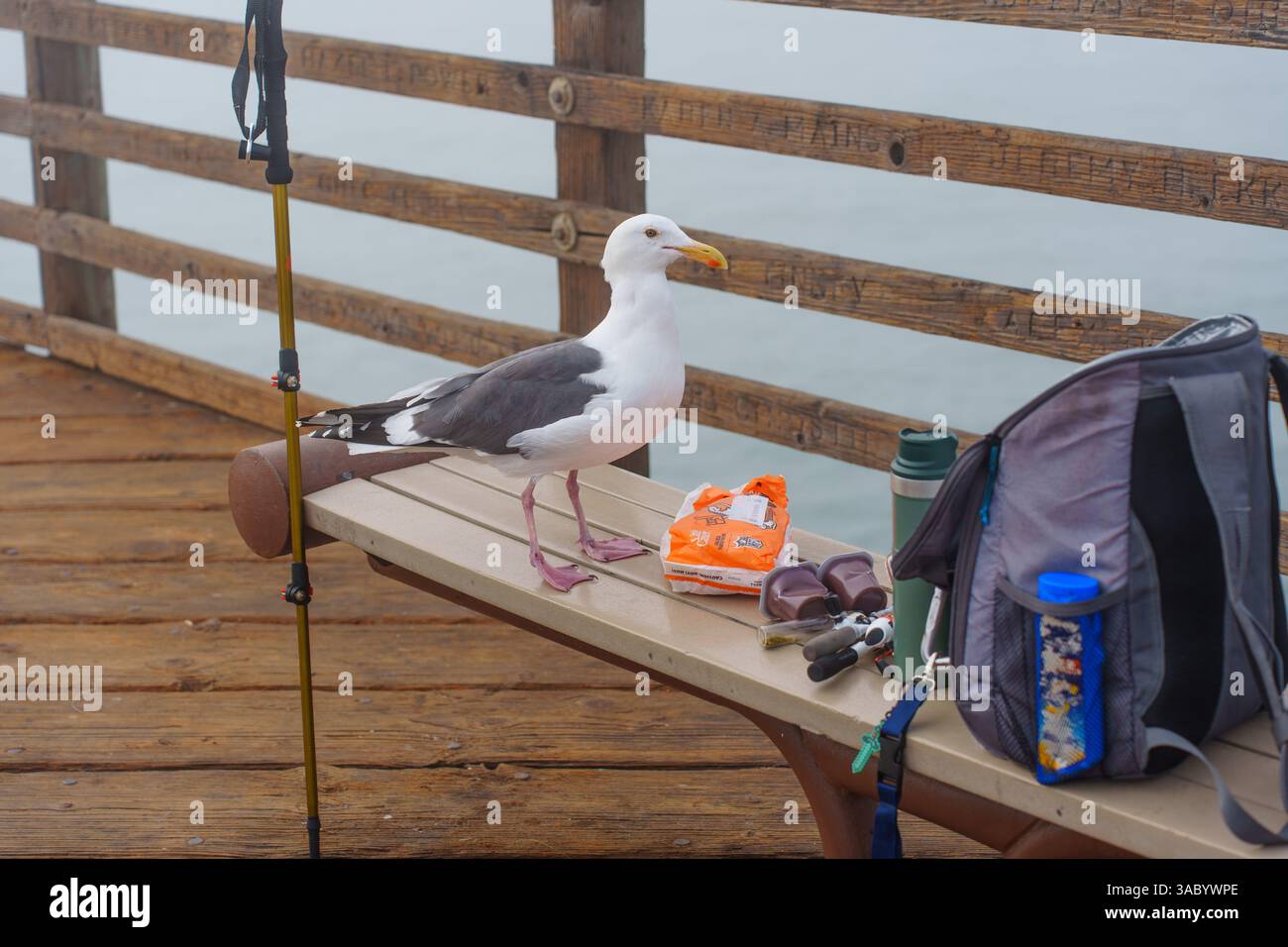 Seagull on pier in oceanside hi-res stock photography and images - Alamy
