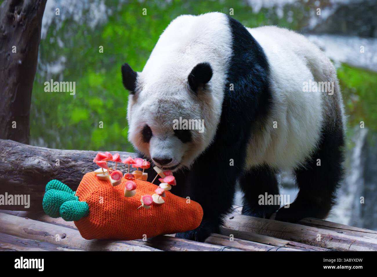 Giant pandas enjoy spring time at Chongqing Zoo, Chongqing, China, 30 ...