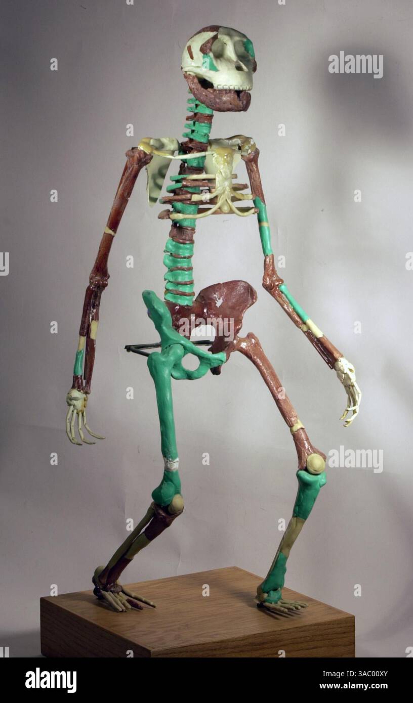 (Published 6/23/2004, F-1, Quest, UTS1815369) Model of skeleton of an ...