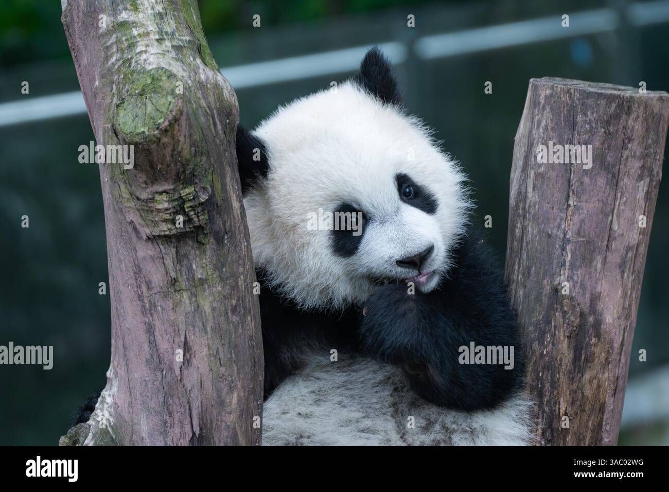 Giant pandas enjoy spring time at Chongqing Zoo, Chongqing, China, 30 ...