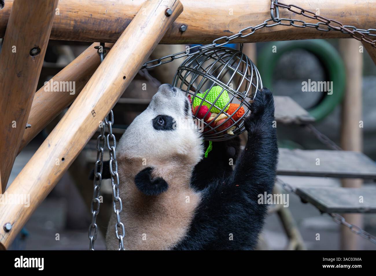 Giant pandas enjoy spring time at Chongqing Zoo, Chongqing, China, 30 ...