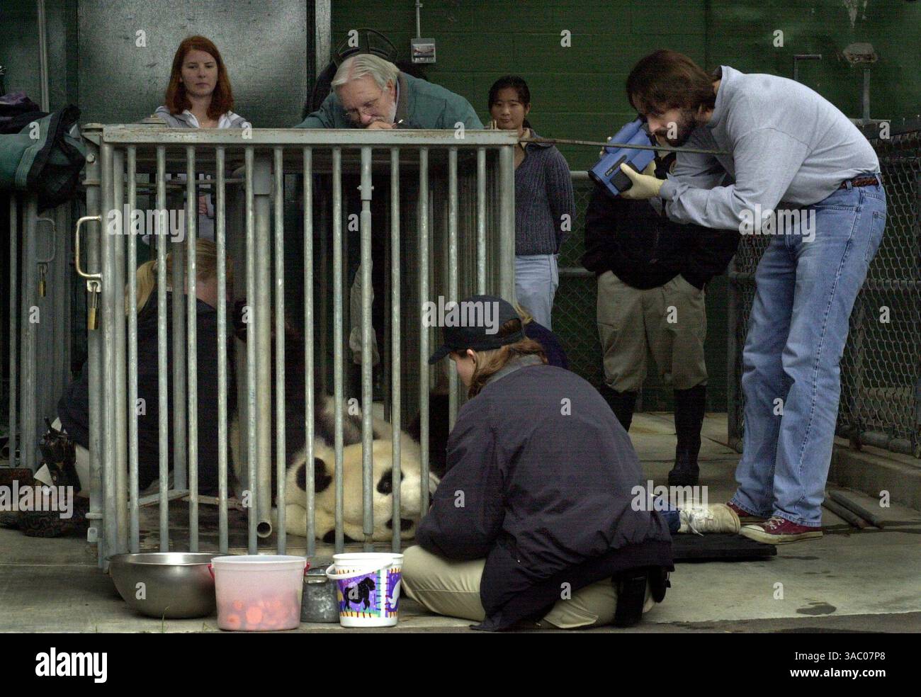 Artificial insemination panda hi-res stock photography and images - Alamy