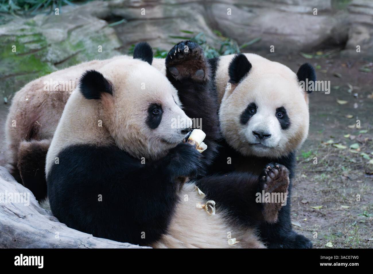 Giant pandas enjoy spring time at Chongqing Zoo, Chongqing, China, 30 ...