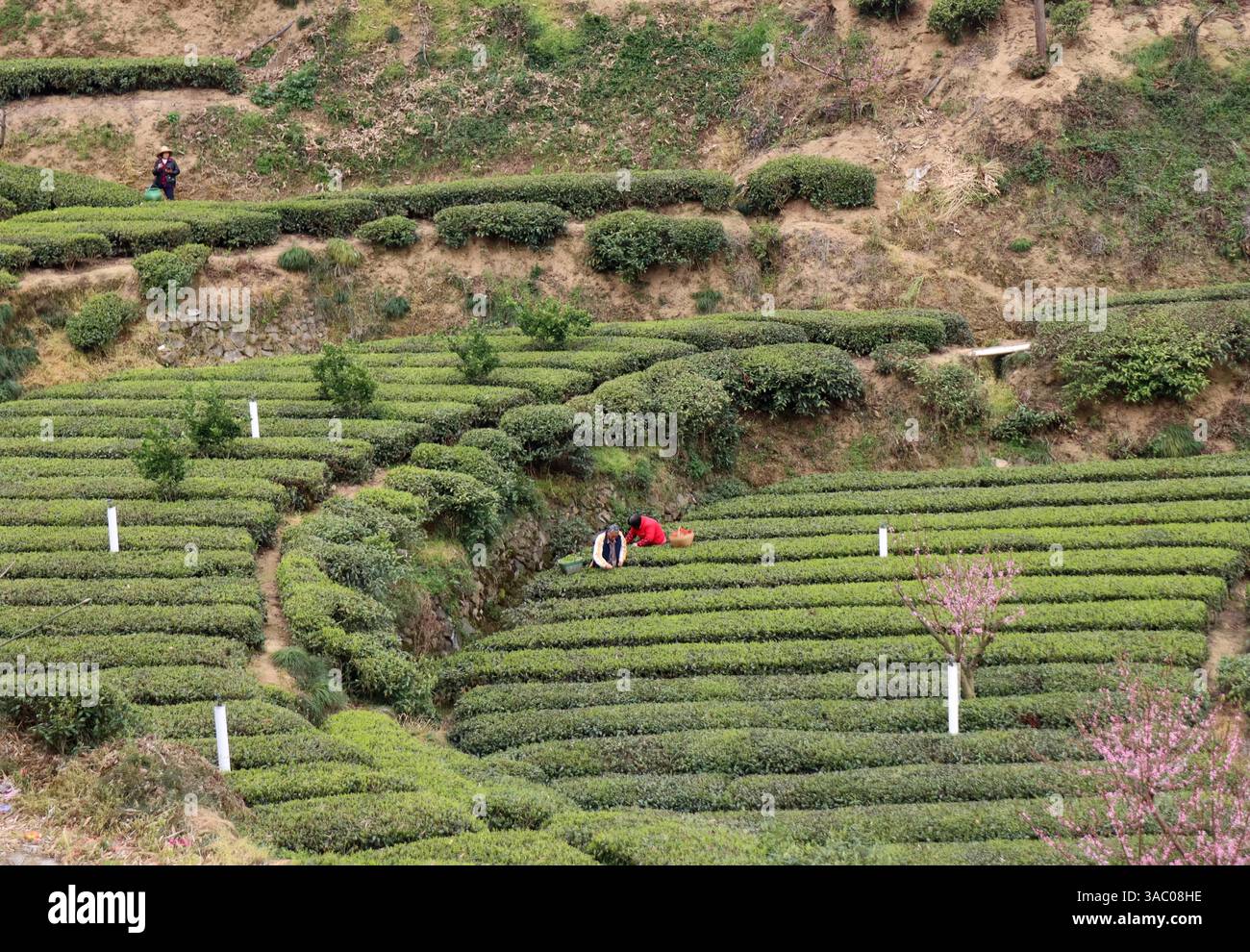 Workers pick tea leaves at a tea garden in Yichang City, central China ...