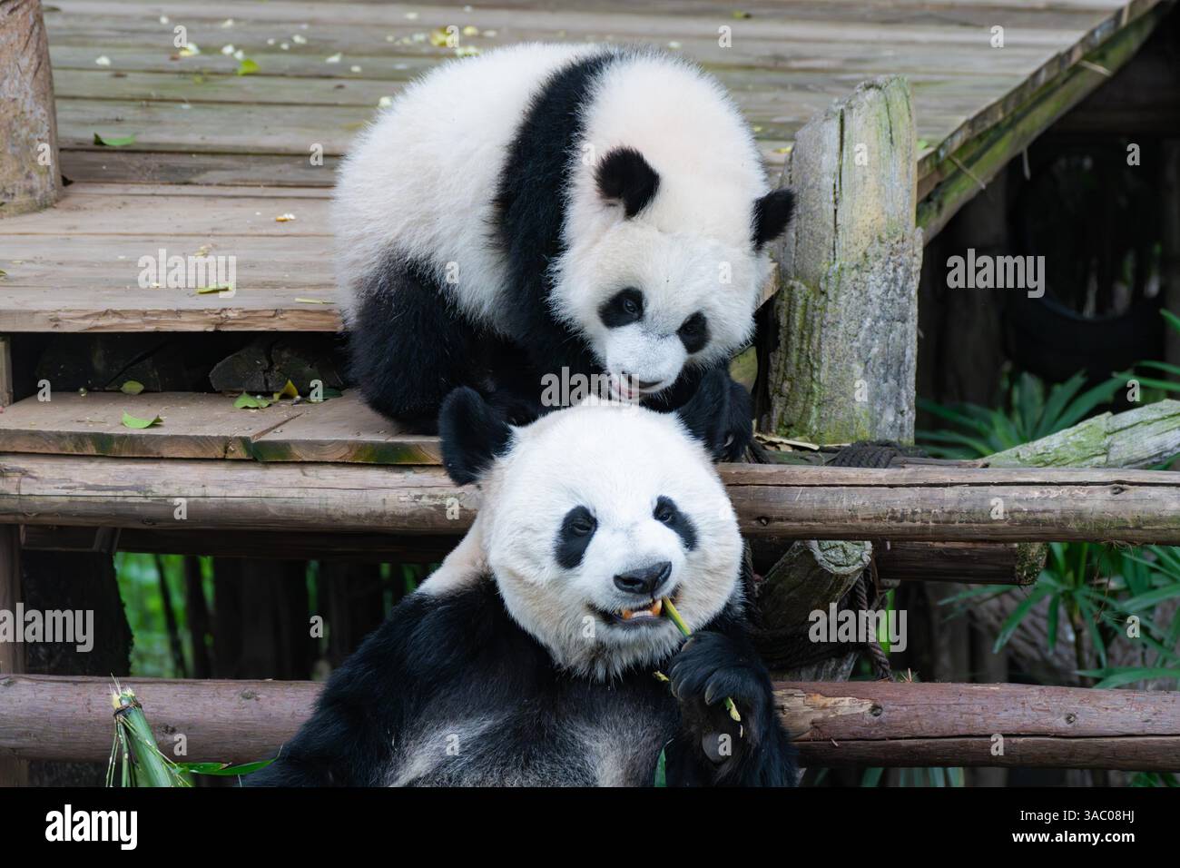 Giant pandas enjoy spring time at Chongqing Zoo, Chongqing, China, 30 ...