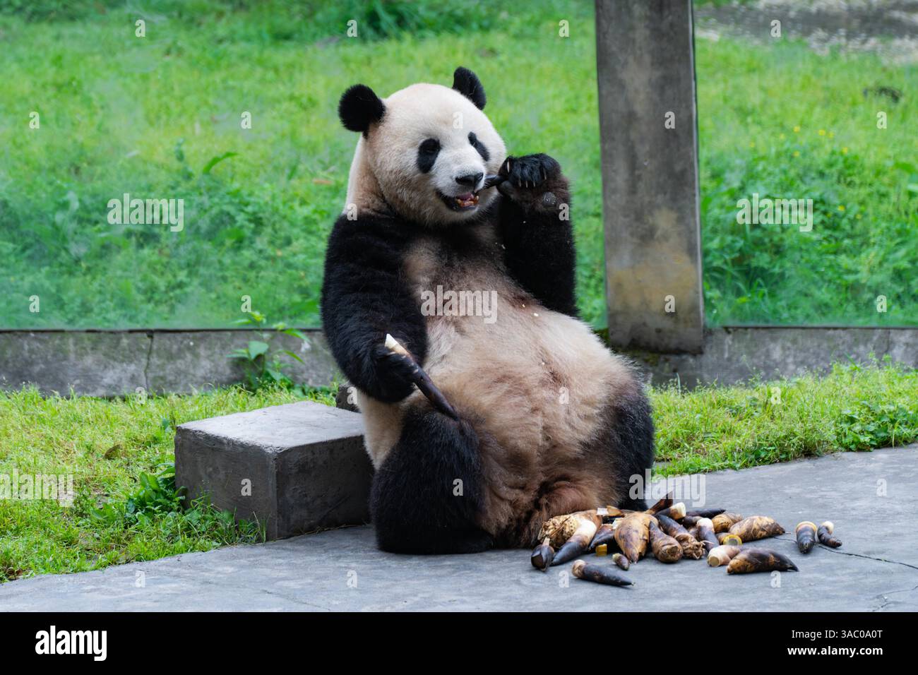 Giant pandas enjoy spring time at Chongqing Zoo, Chongqing, China, 30 ...