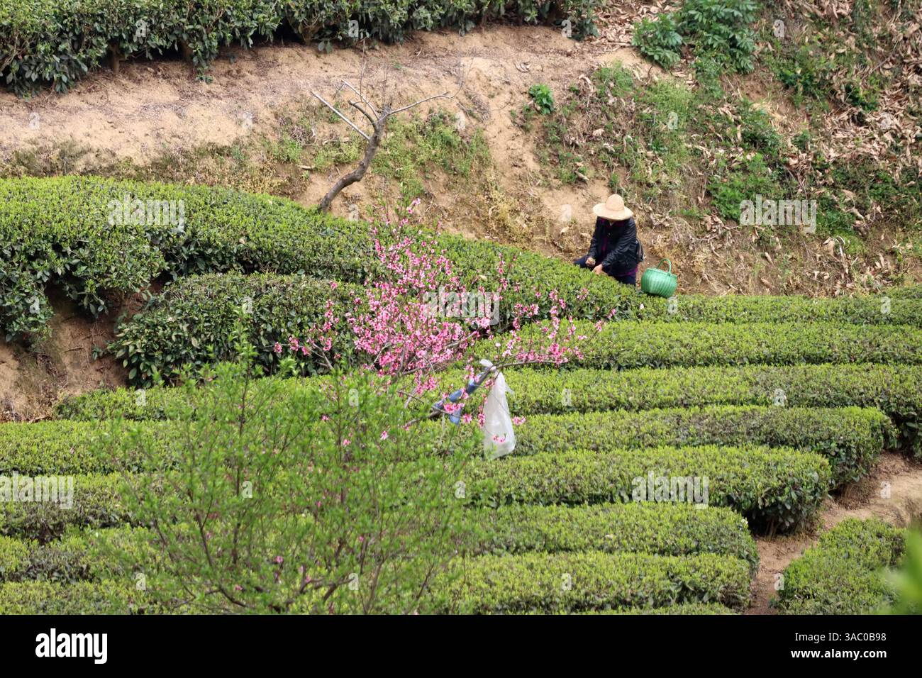 Workers pick tea leaves at a tea garden in Yichang City, central China ...