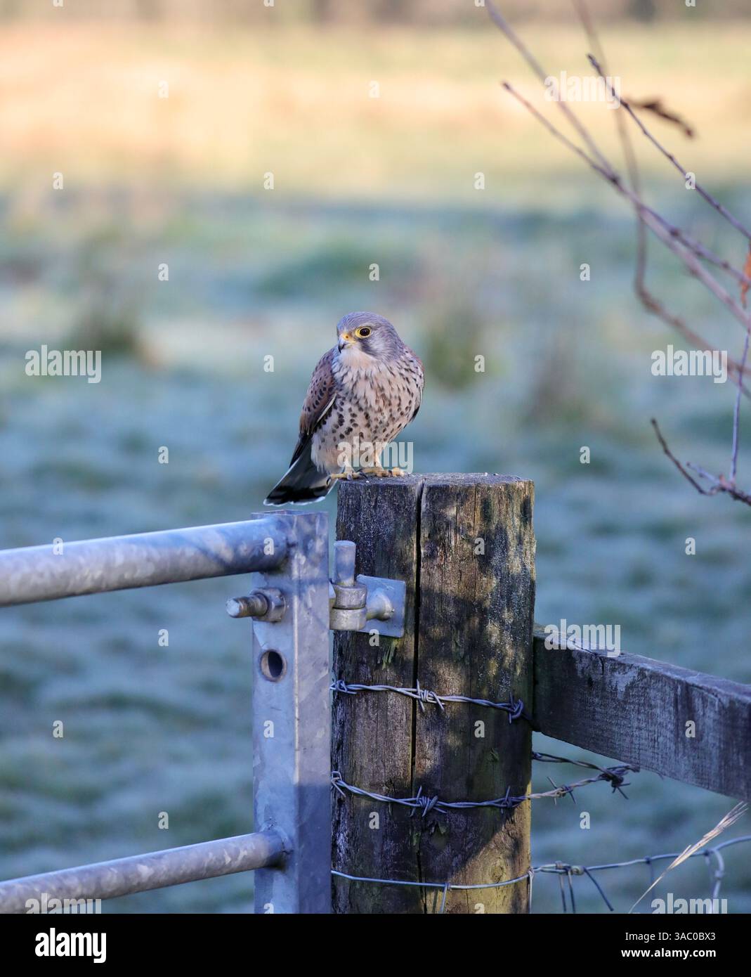 Male Kestrel (Falco tinnunculus Stock Photo - Alamy