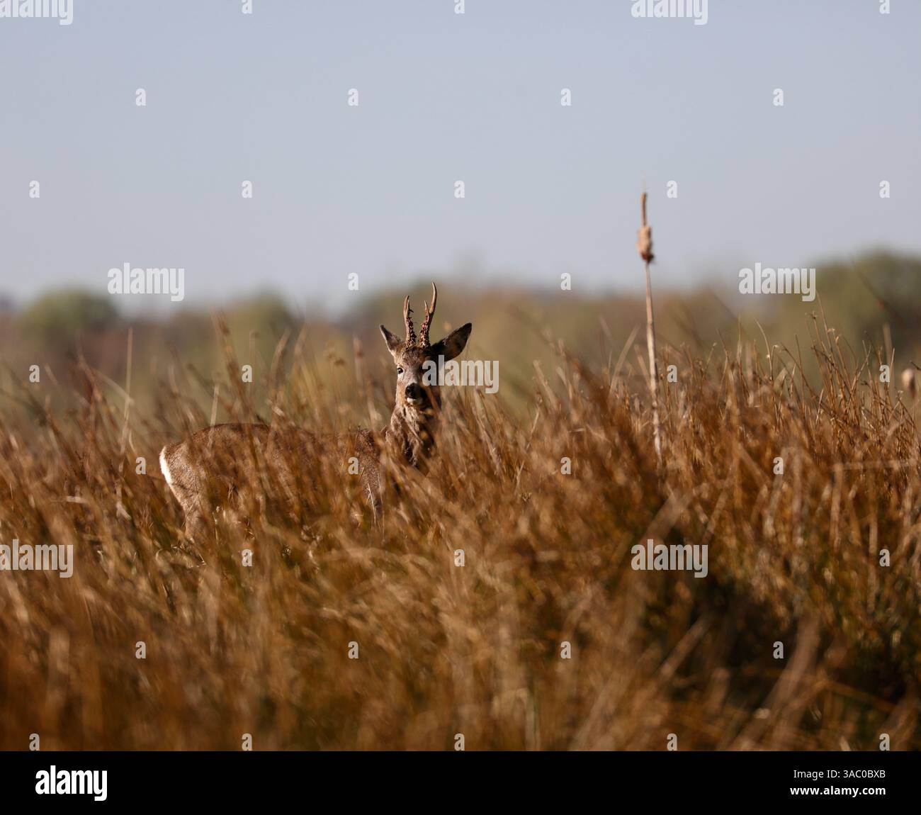 Roe deer capreolus horns hi-res stock photography and images - Alamy