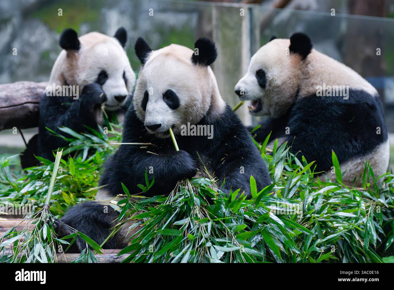 Giant pandas enjoy spring time at Chongqing Zoo, Chongqing, China, 30 ...