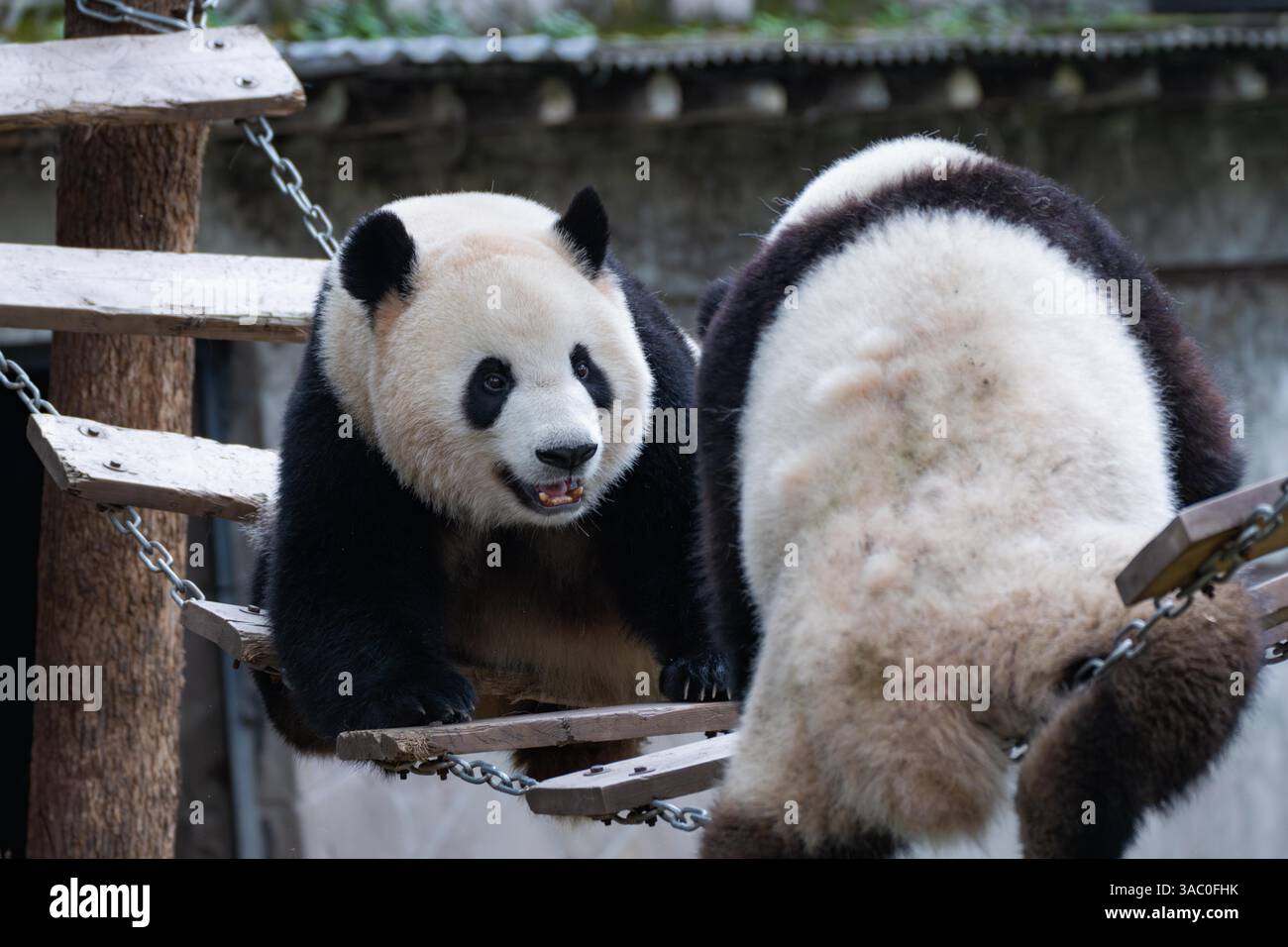 Giant pandas enjoy spring time at Chongqing Zoo, Chongqing, China, 30 ...