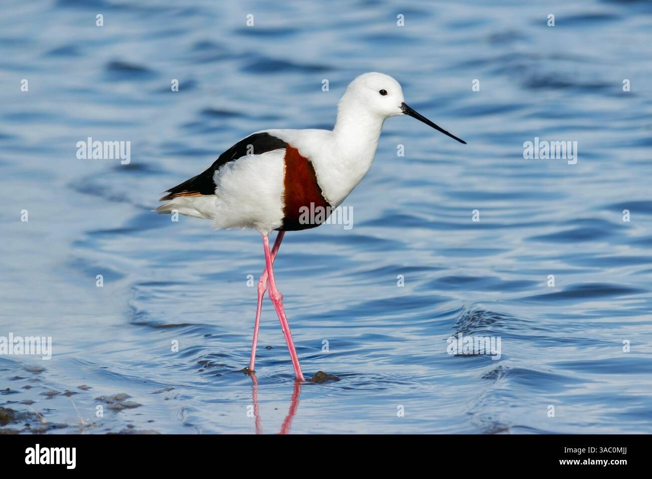 Banded Stilt - Cladorhynchus leucocephalus - Australian wader in ...