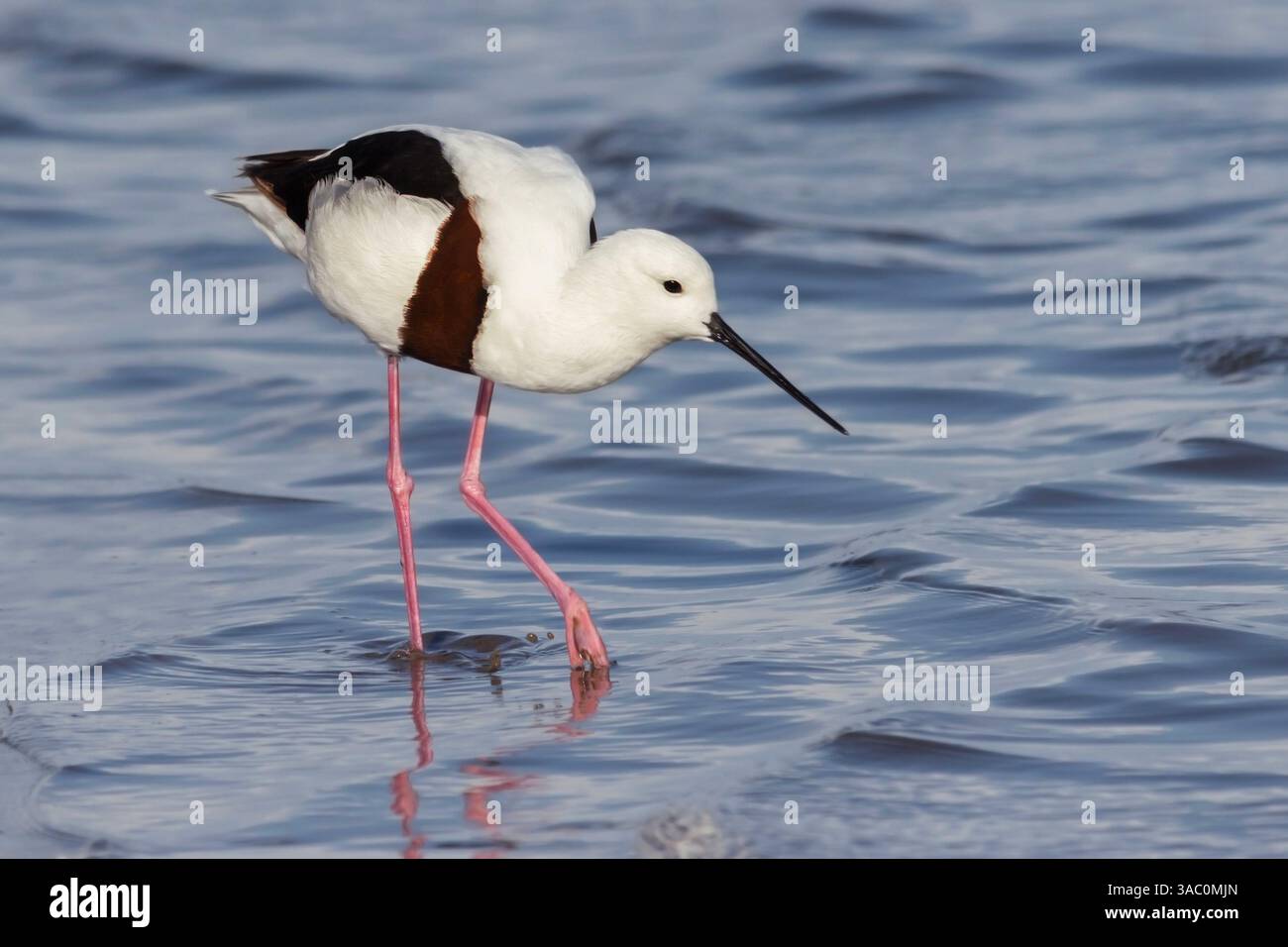 Banded Stilt - Cladorhynchus leucocephalus - in shallow water, Avalon ...