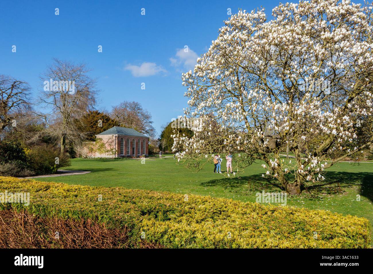 spring blossom in front of conservatory red brick victorian orangery ...