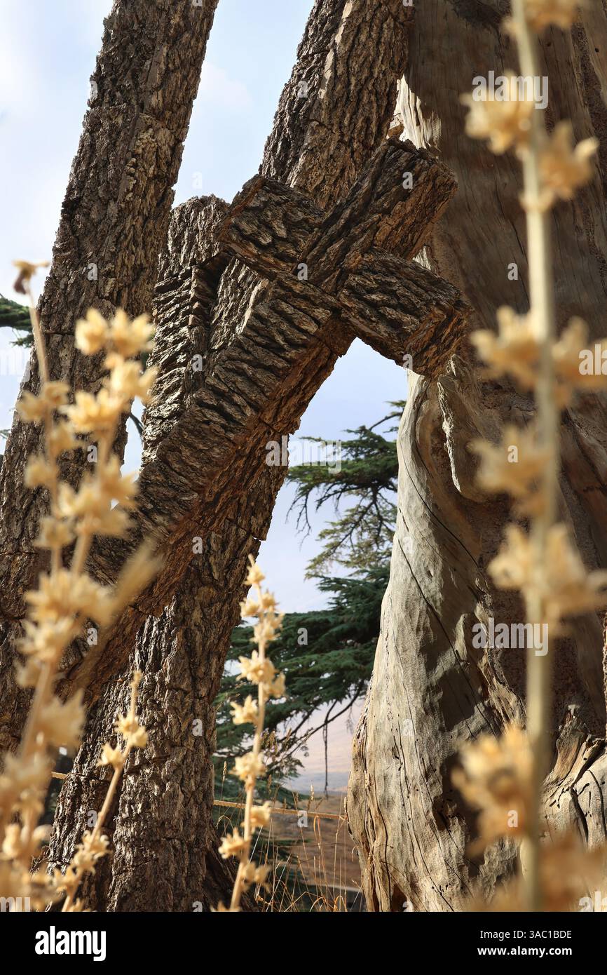 A cross among the trees of the cedar forest of Lebanon made from cedar ...