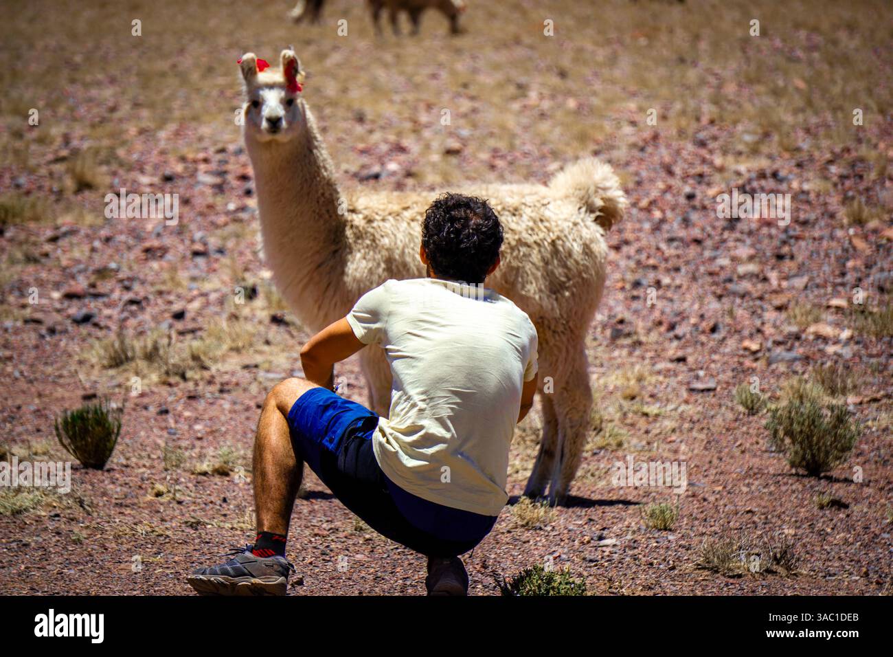 Man standing in front of an alpaca in the arid Atacama Desert Chile ...