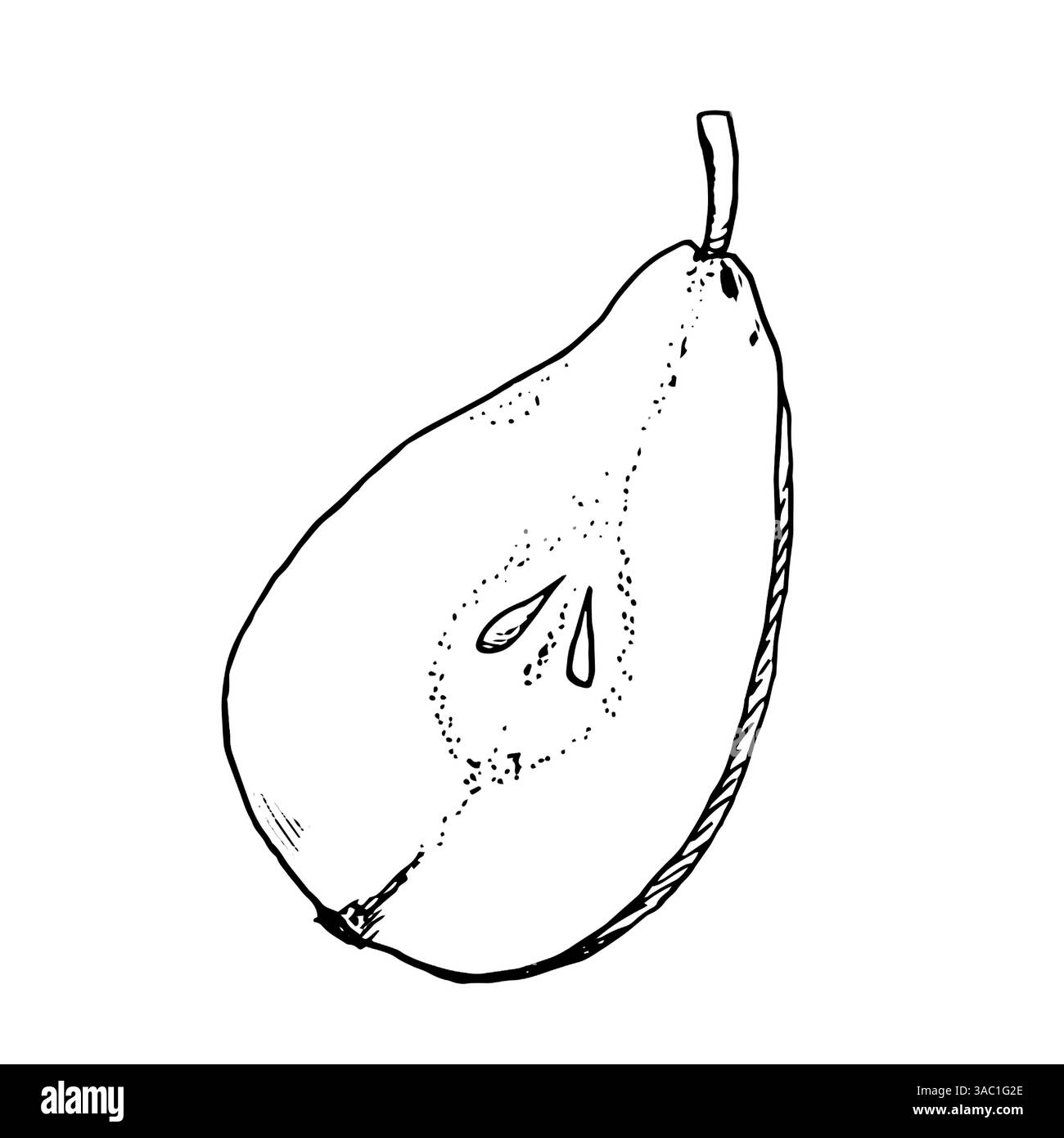 Half of a ripe pear with a twig and seeds, sketch. Vector illustration ...