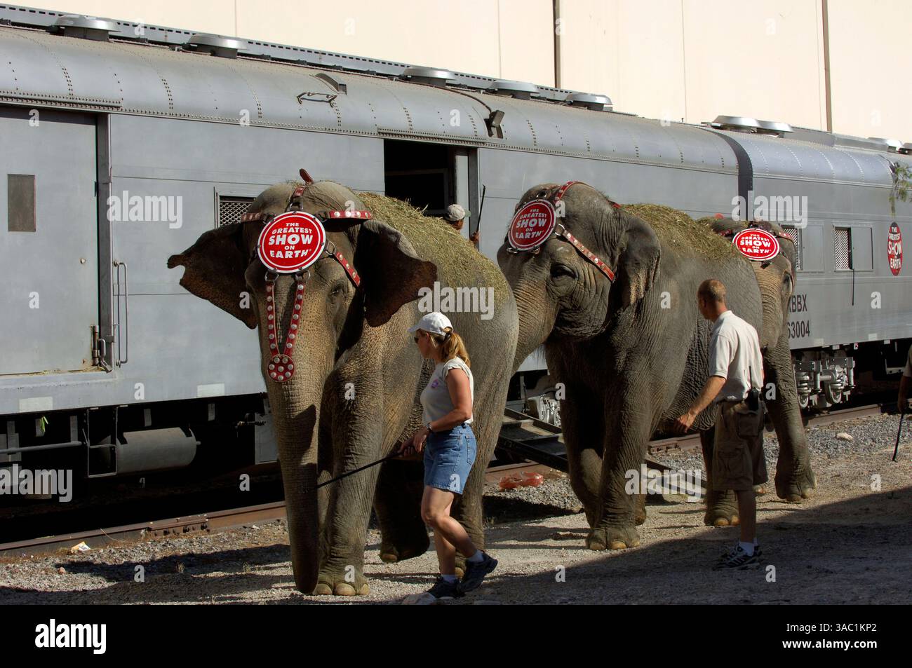 Jun 20, 2007 - Las Vegas, NV, USA - Elephants from the Ringling Bros ...