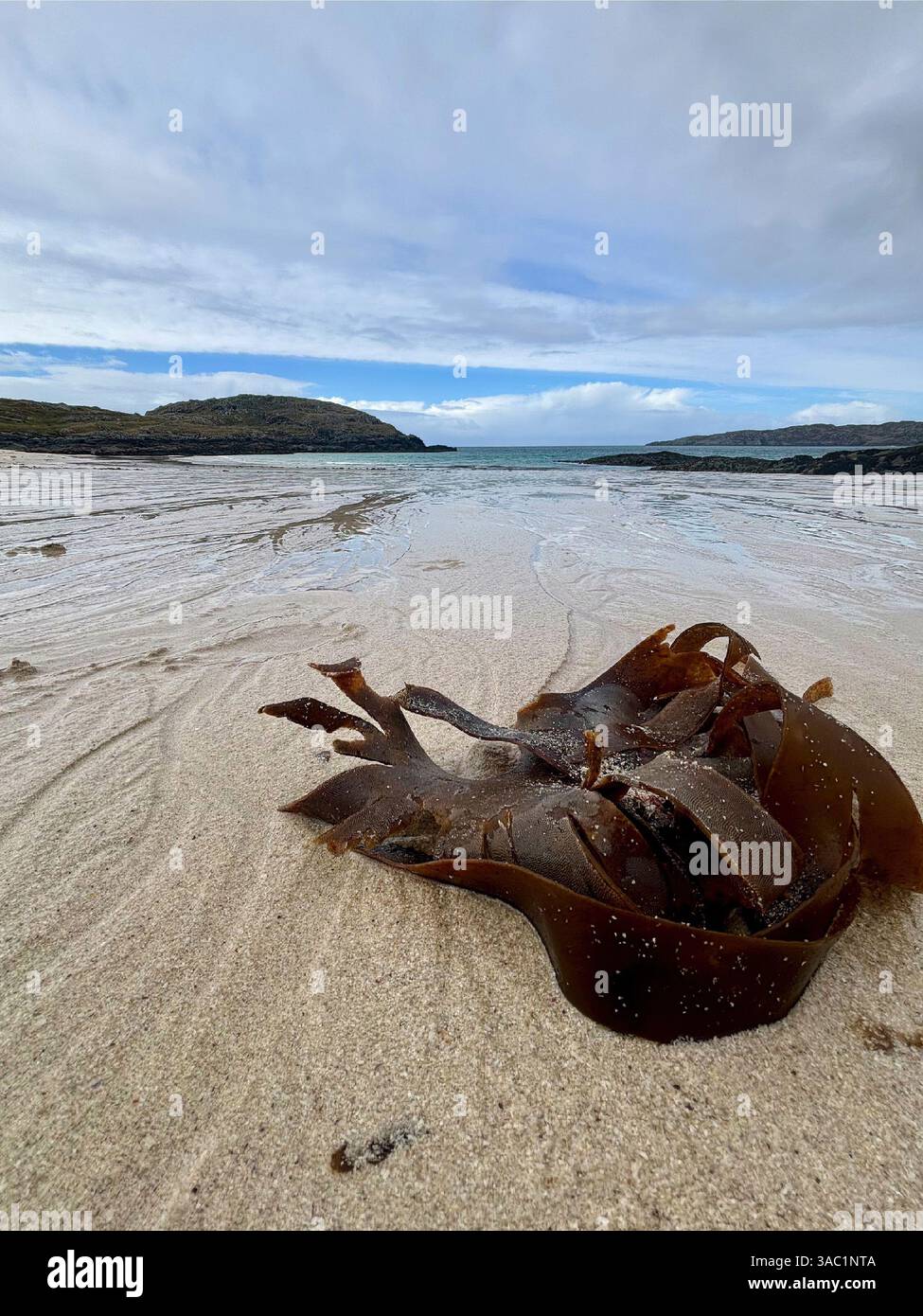 Kelp washed ashore at Achmelvich beach on the west coast of Scotland ...