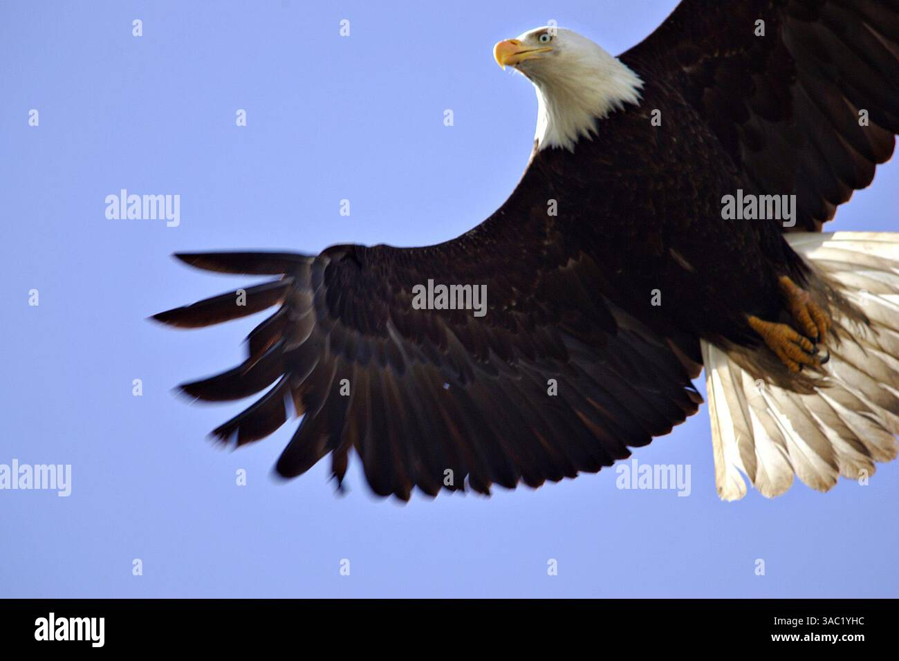 The Bald Eagle, America's national symbol, whose numbers were once ...