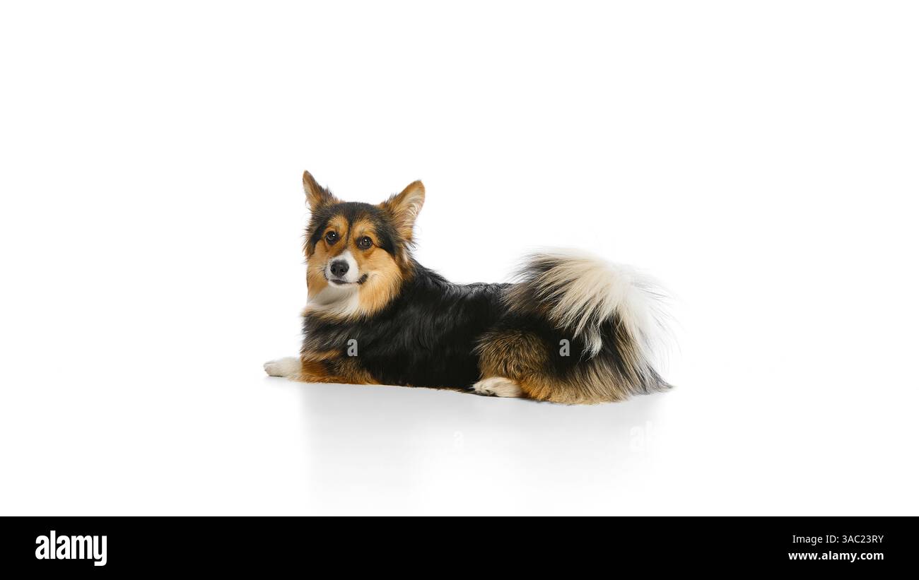 Tricolor corgi standing upright on hind legs with tongue out reaching ...