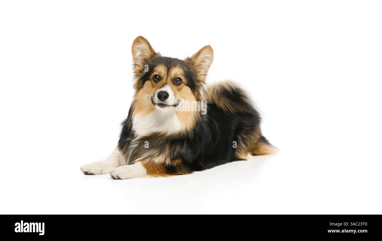 Tricolor corgi laying sideways with fluffy tail raised, looking back ...