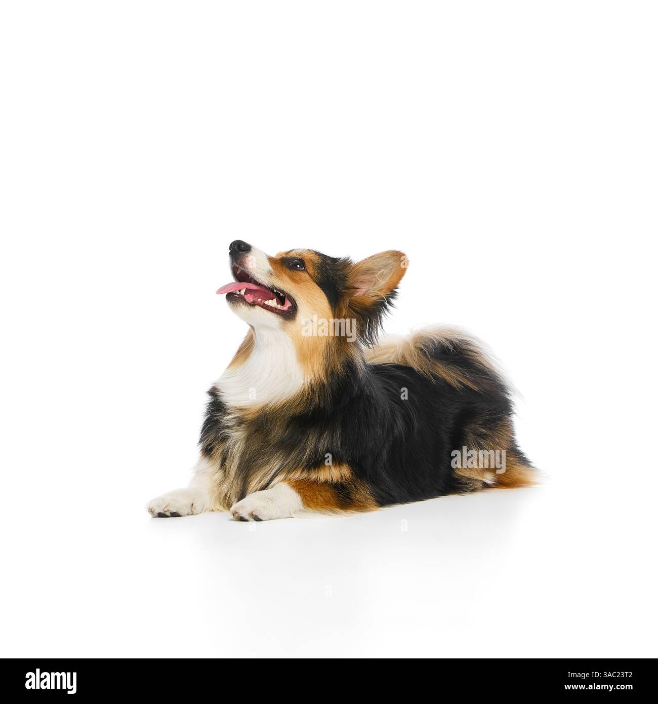 Tricolor corgi laying on front legs looking up with tongue out against ...